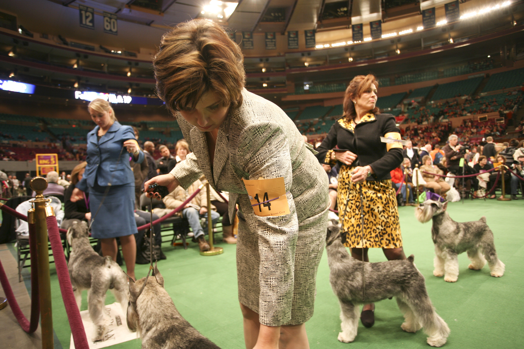 Westminster Dog Show 2020 Guide With Photos Of Cute Dogs westminster-dog-show-2020-guide-with-photos-of-cute-dogs