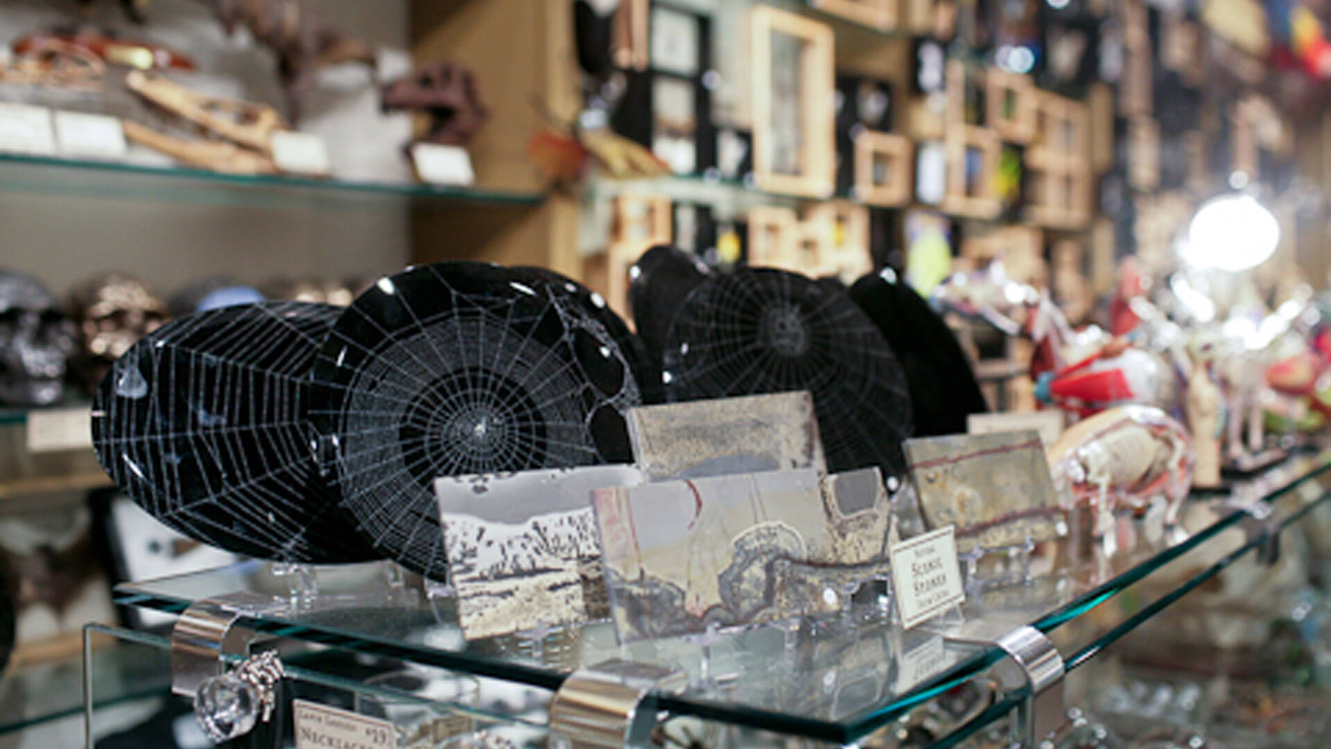 The Evolution Store | Shopping in Greenwich Village, New York