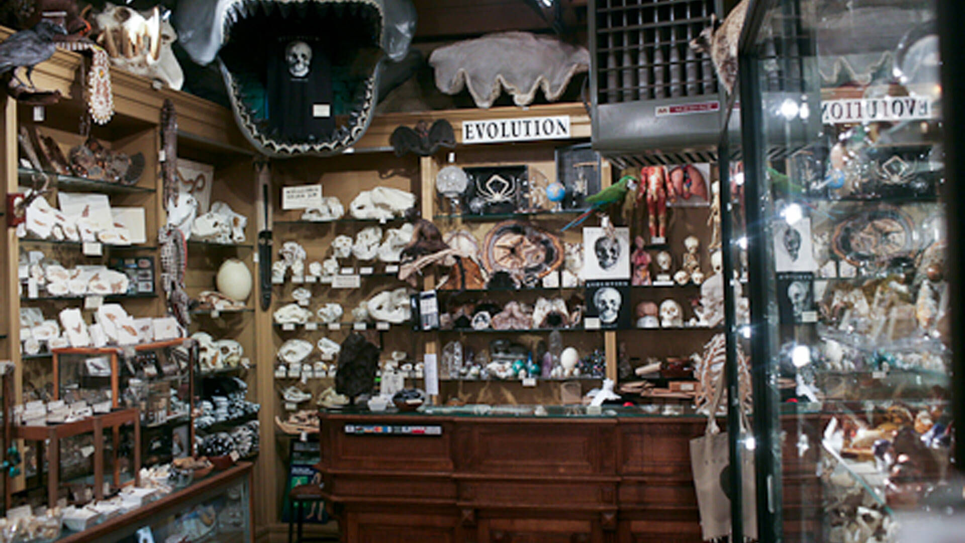 The Evolution Store | Shopping in Greenwich Village, New York