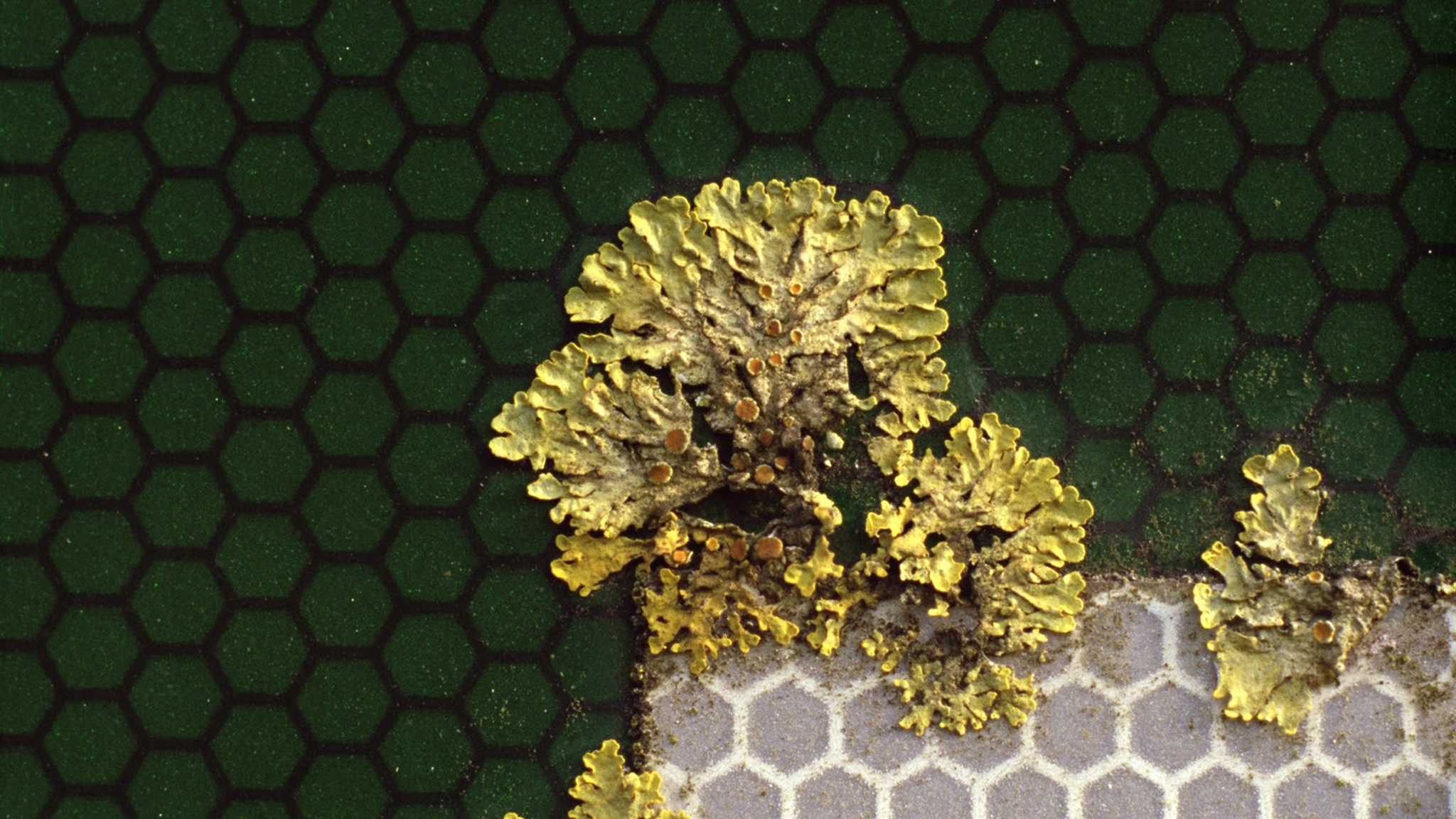 Robinson in Ruins 2010, directed by Patrick Keiller | Film review