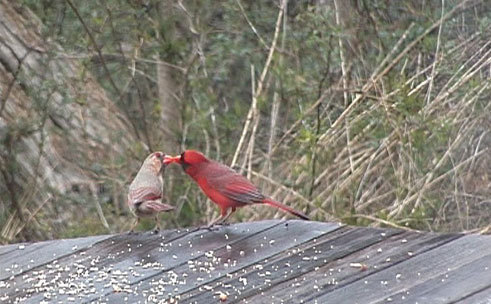 Red Birds | Film review