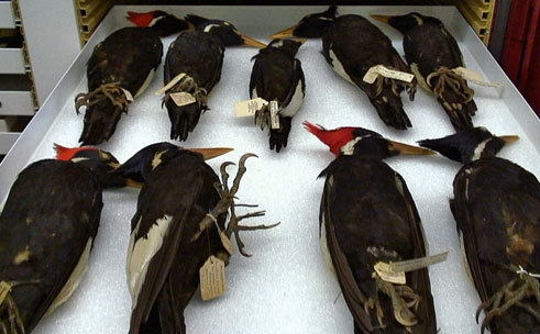 Ghost Bird | Film review