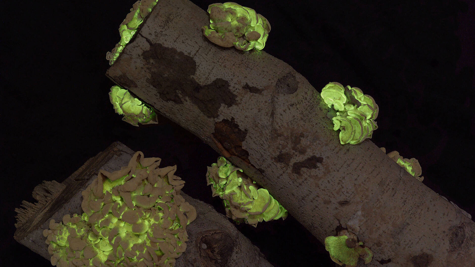 “Creatures of Light: Nature’s Bioluminescence”