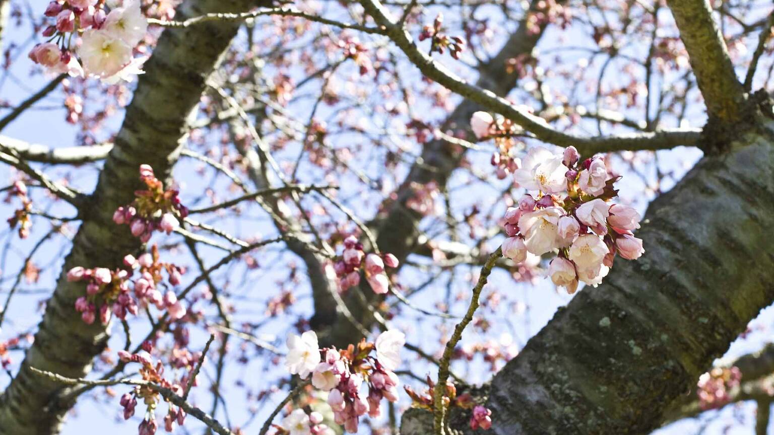 Photos: Hanami at Brooklyn Botanic Garden