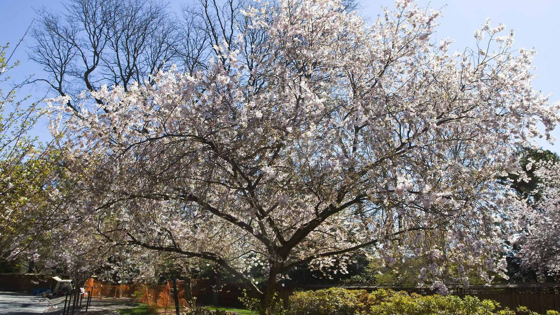 Photos: Hanami at Brooklyn Botanic Garden