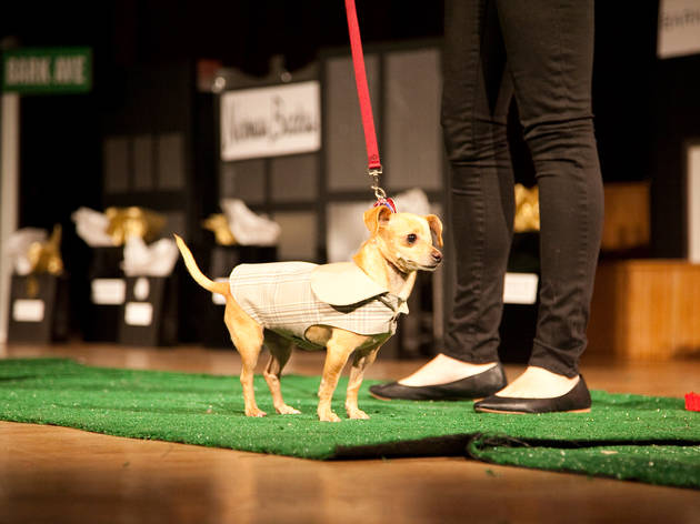 Street fashion: BARKinistas Unleashed