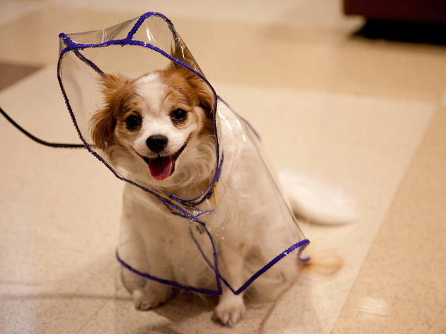 Street fashion: BARKinistas Unleashed