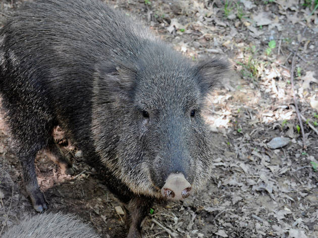 New zoo animals: Baby animals rated by cuteness (SLIDE SHOW)