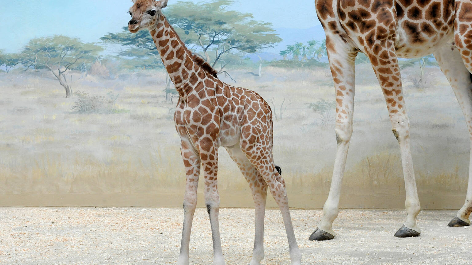 New zoo animals: Baby animals rated by cuteness (SLIDE SHOW)