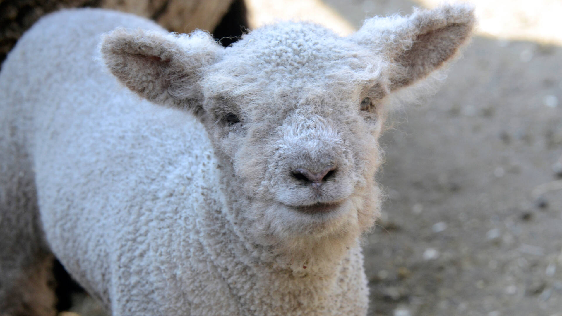 New zoo animals: Baby animals rated by cuteness (SLIDE SHOW)