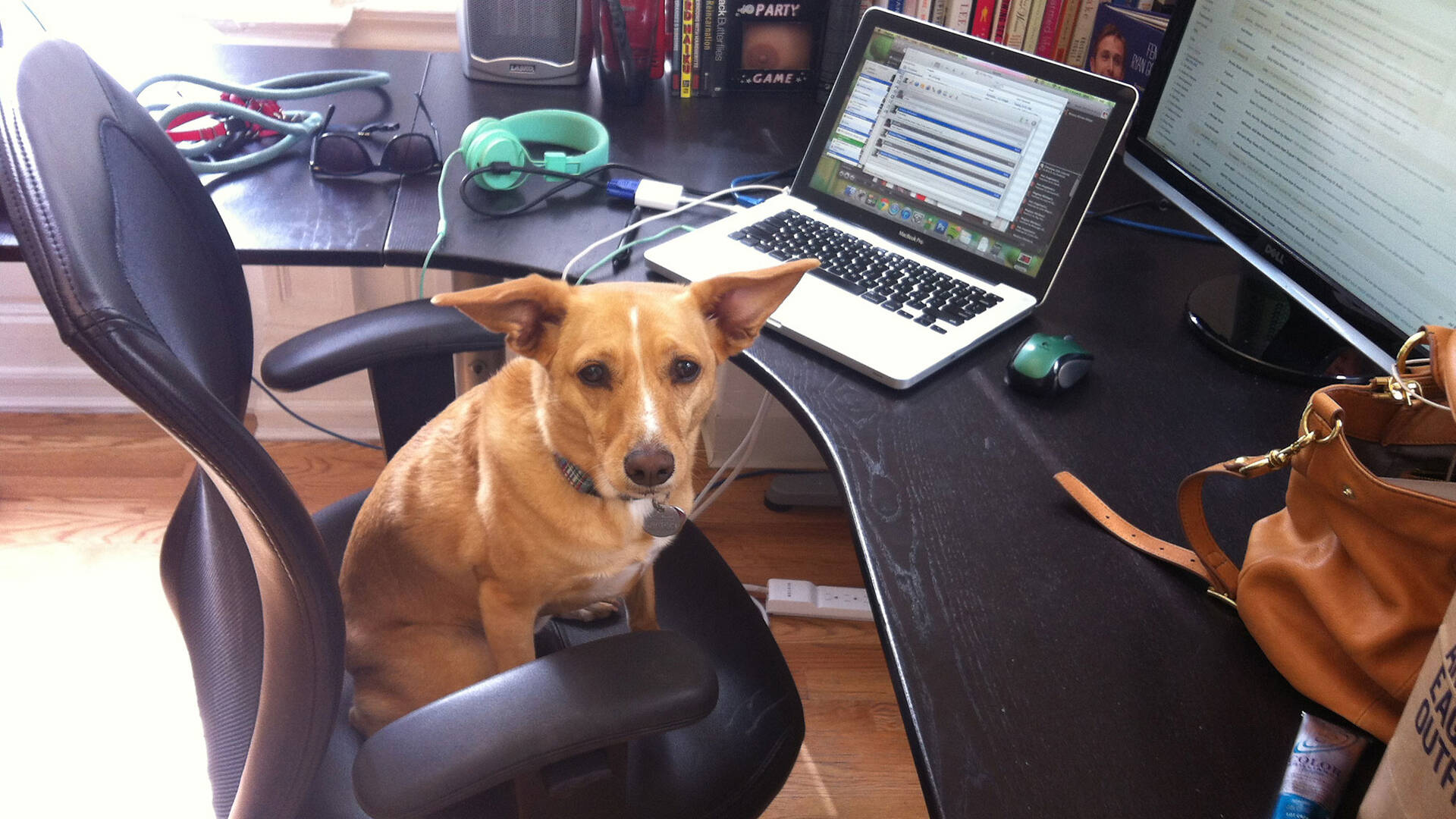 Bring your dog to work…and photograph it! (SLIDE SHOW)