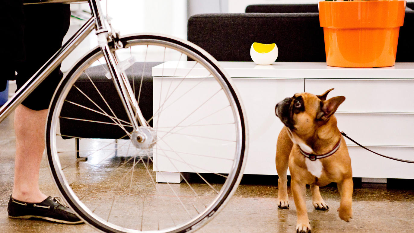 Bring your dog to work…and photograph it! (SLIDE SHOW)