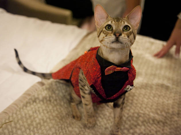 Photos from the Algonquin Hotel's Cat Fashion Show (SLIDE SHOW)
