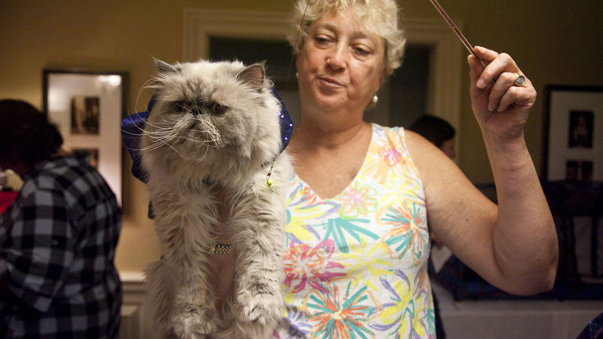 Photos from the Algonquin Hotel's Cat Fashion Show (SLIDE SHOW)