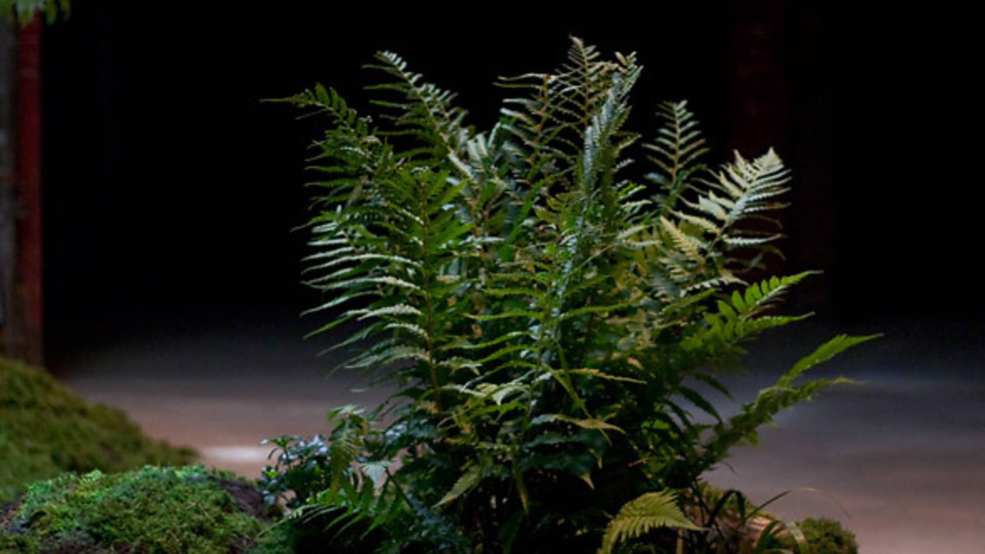 "Imagining the Lowline" preview (SLIDE SHOW)