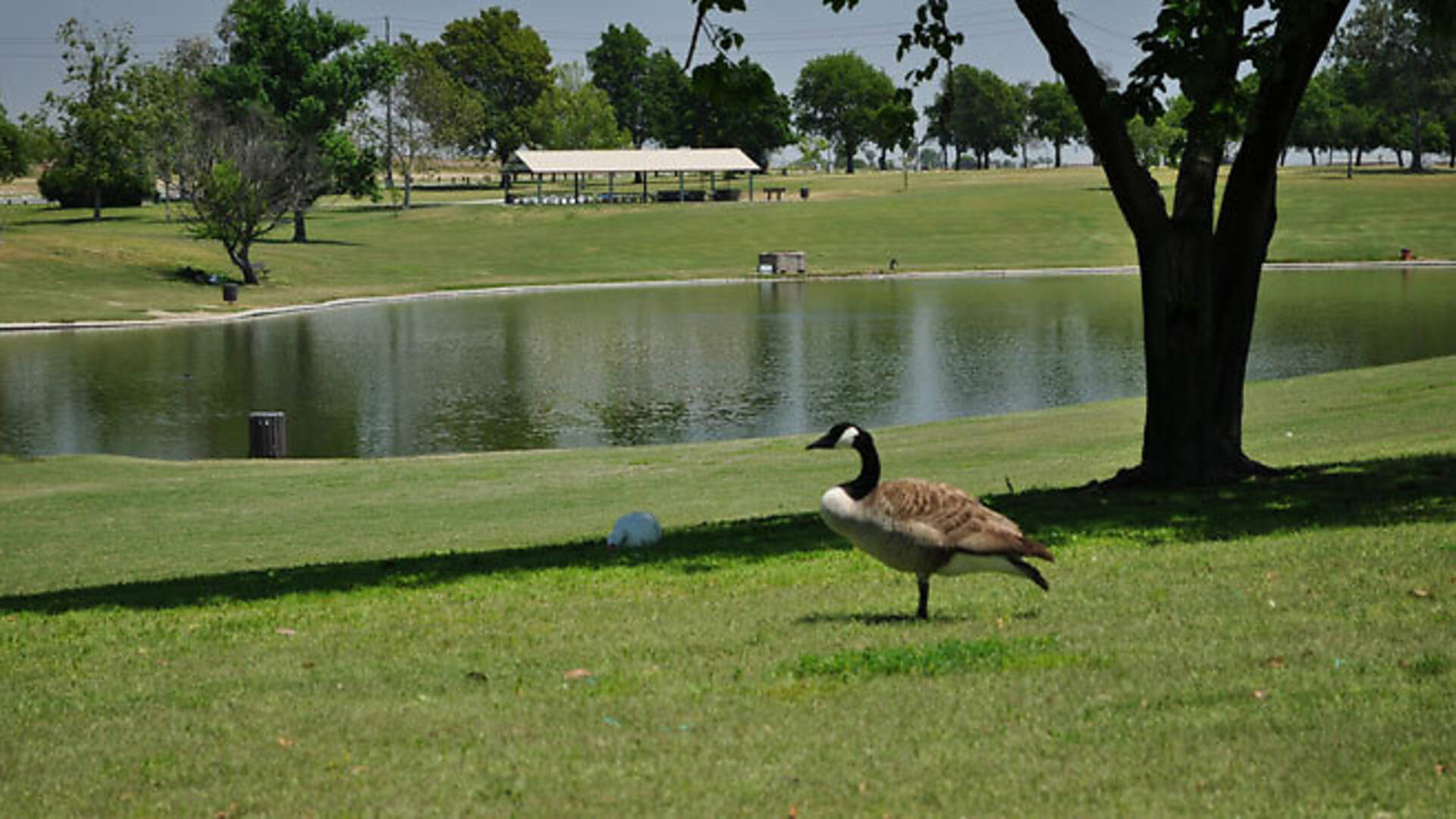 Prado Regional Park | Things to do in Inland Empire, Los Angeles