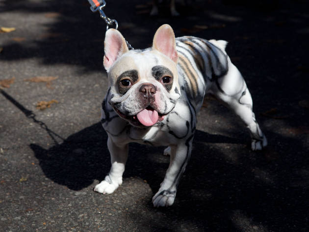 Tompkins Square Park Halloween Dog Parade | Things to do in New York