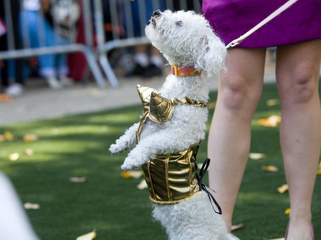 Tompkins Square Park Halloween Dog Parade | Things to do in New York