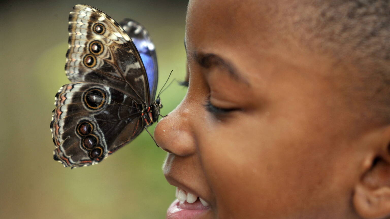 Sensational Butterflies | Things to do in London