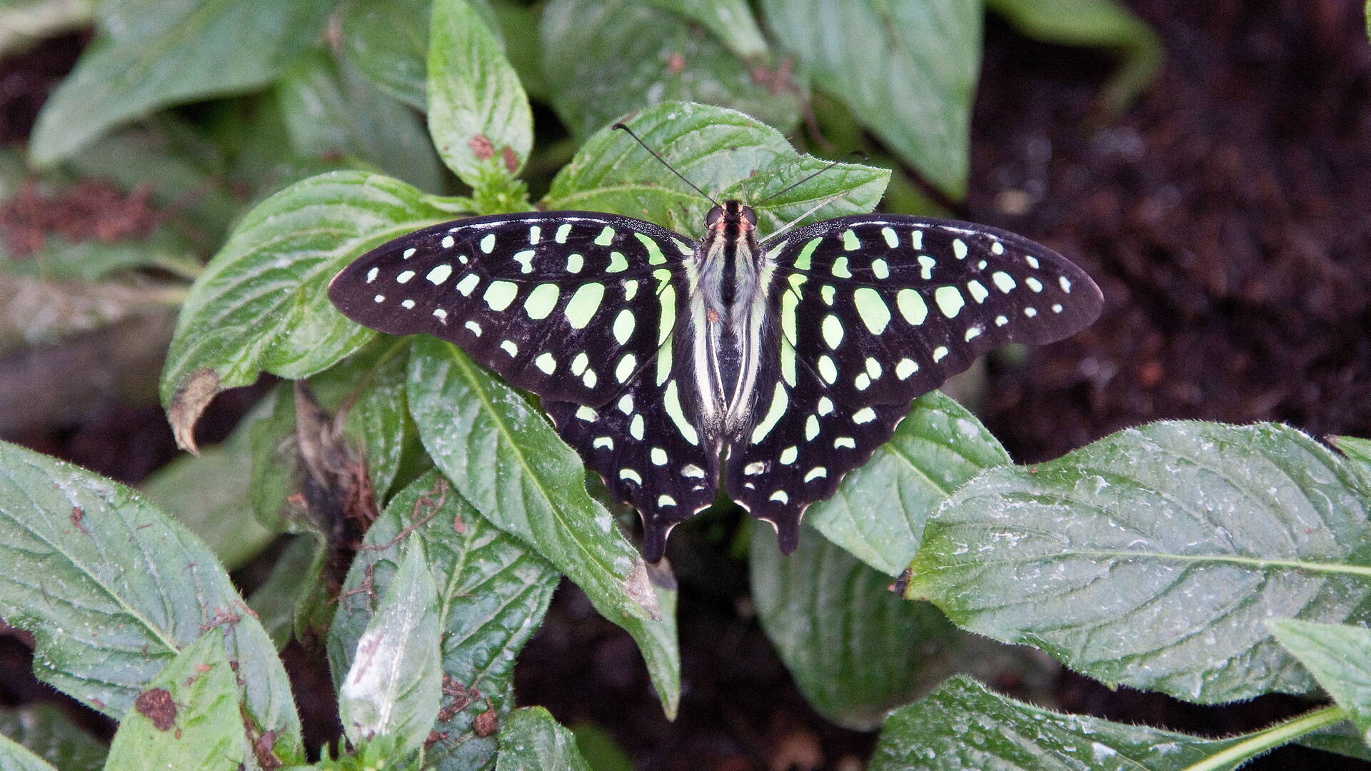 Sensational Butterflies | Things to do in London