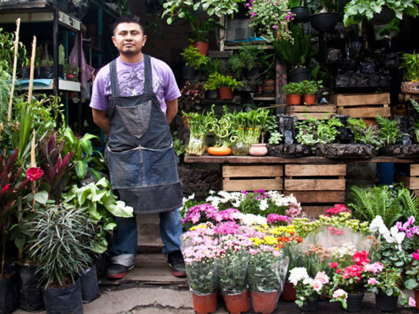 Dónde comprar plantas y macetas en la Ciudad de México