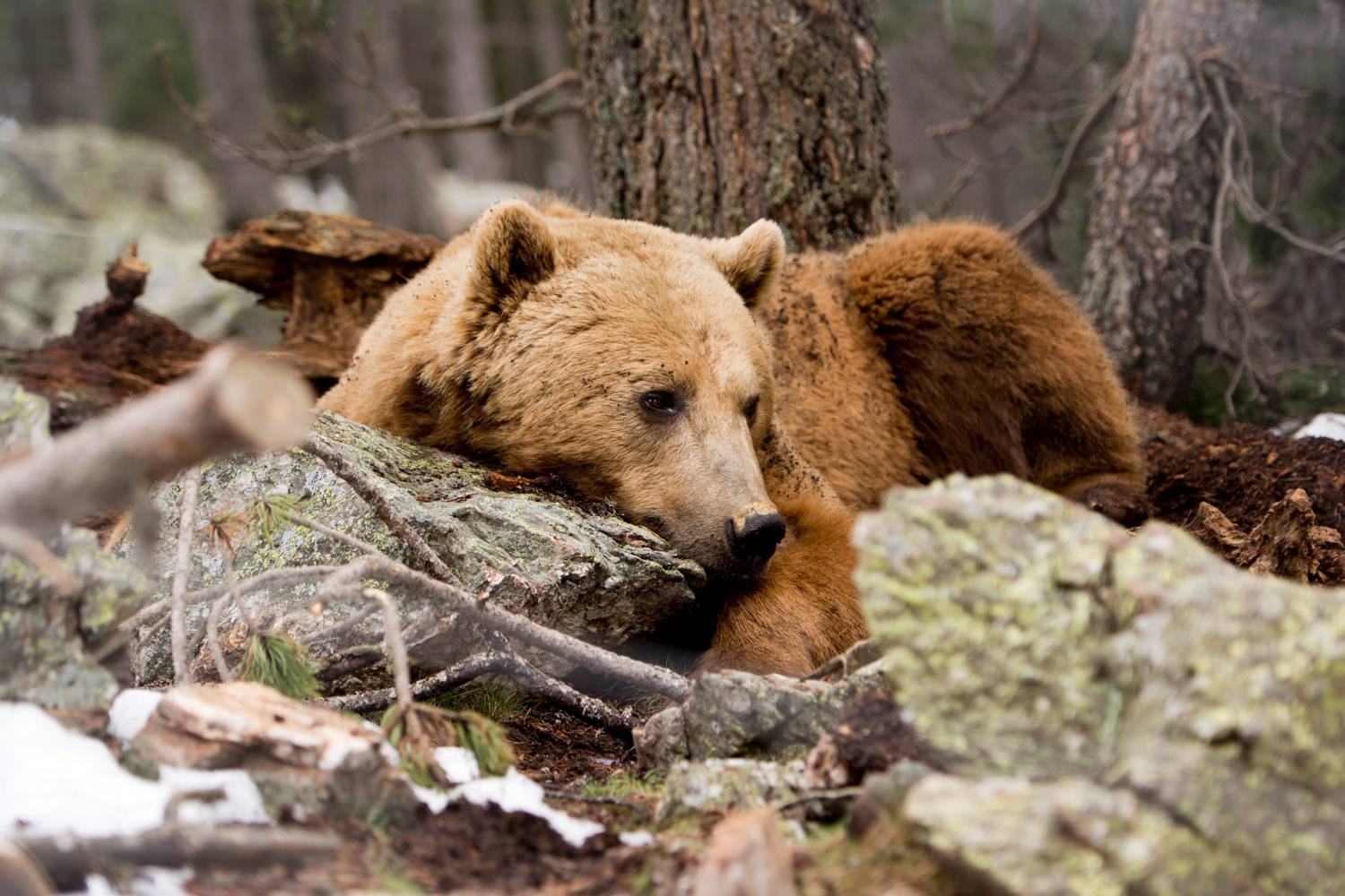 Parque de animales de Naturlandia - Time Out Barcelona