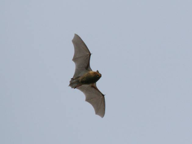 Bat Walks | Things to do in London