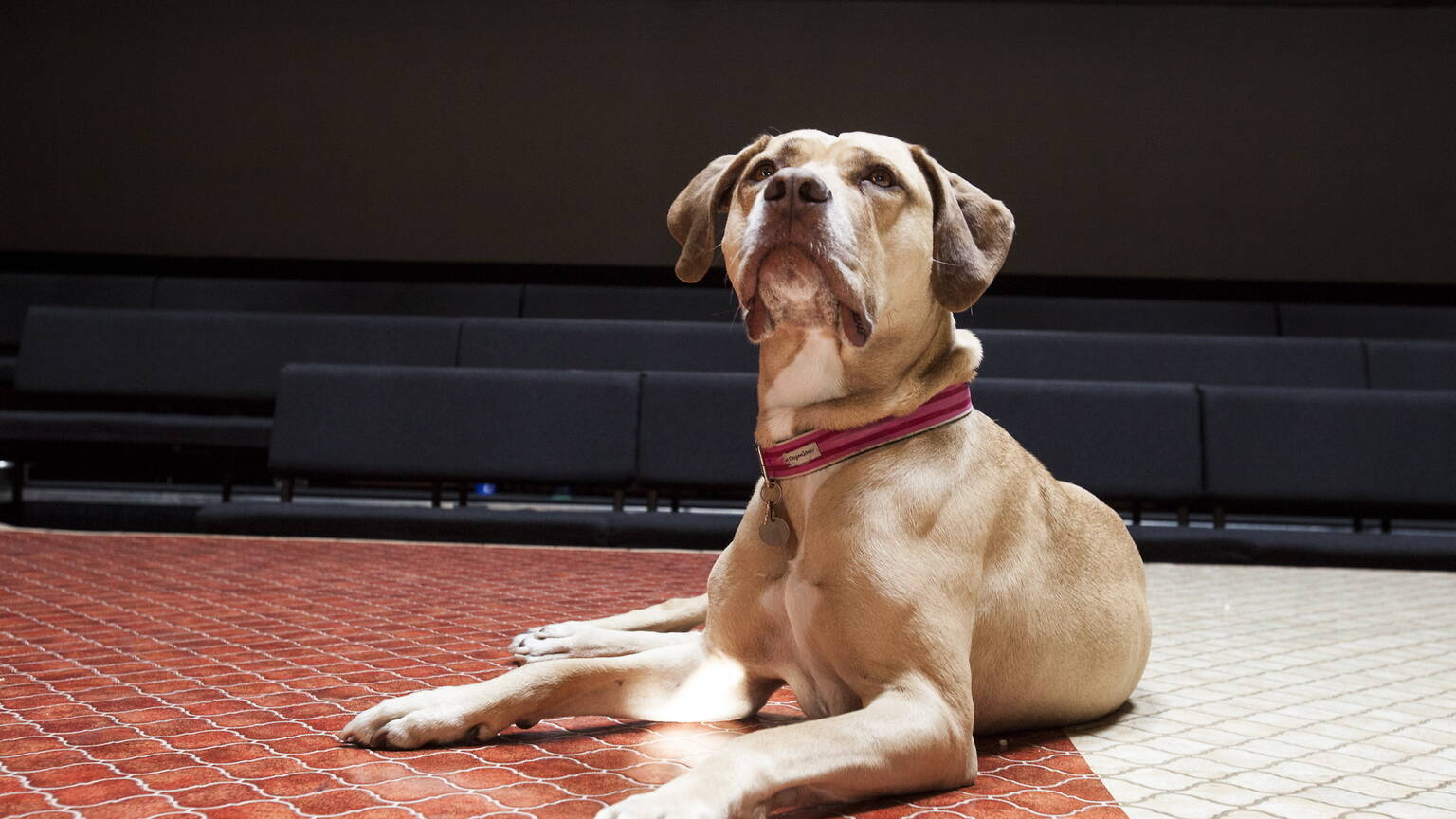 London's theatre pets: in pictures - Time Out London