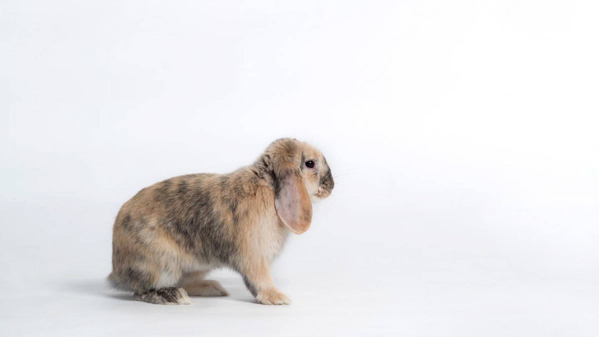 London's theatre pets: in pictures - Time Out London