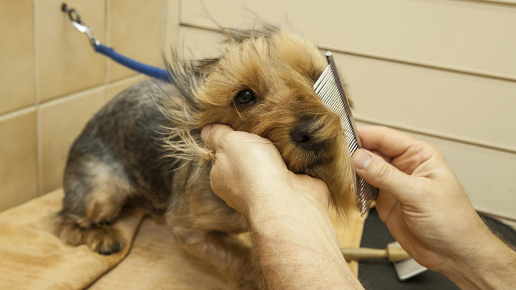 London's best dog groomers - Shopping and lifestyle - Time Out London