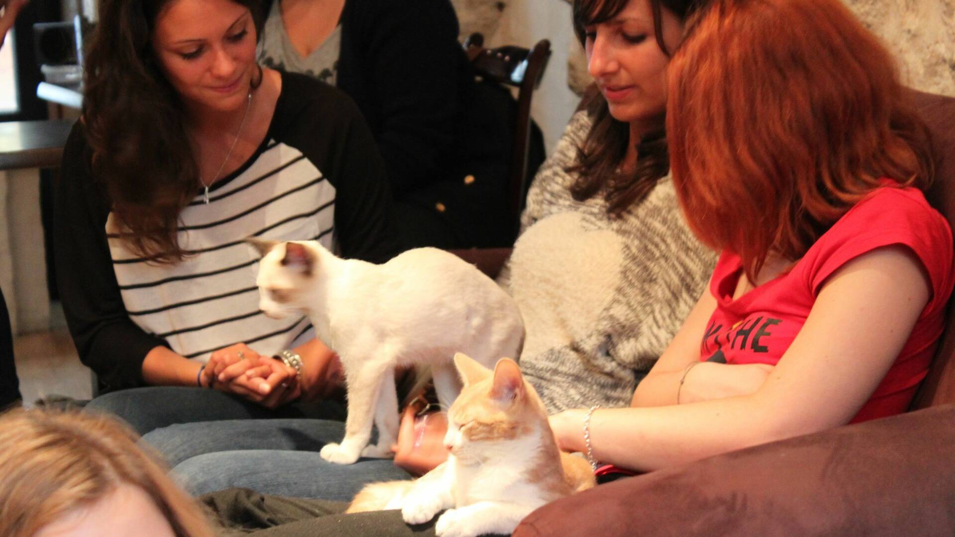 Le Café des Chats | Restaurants à Le Marais, Paris