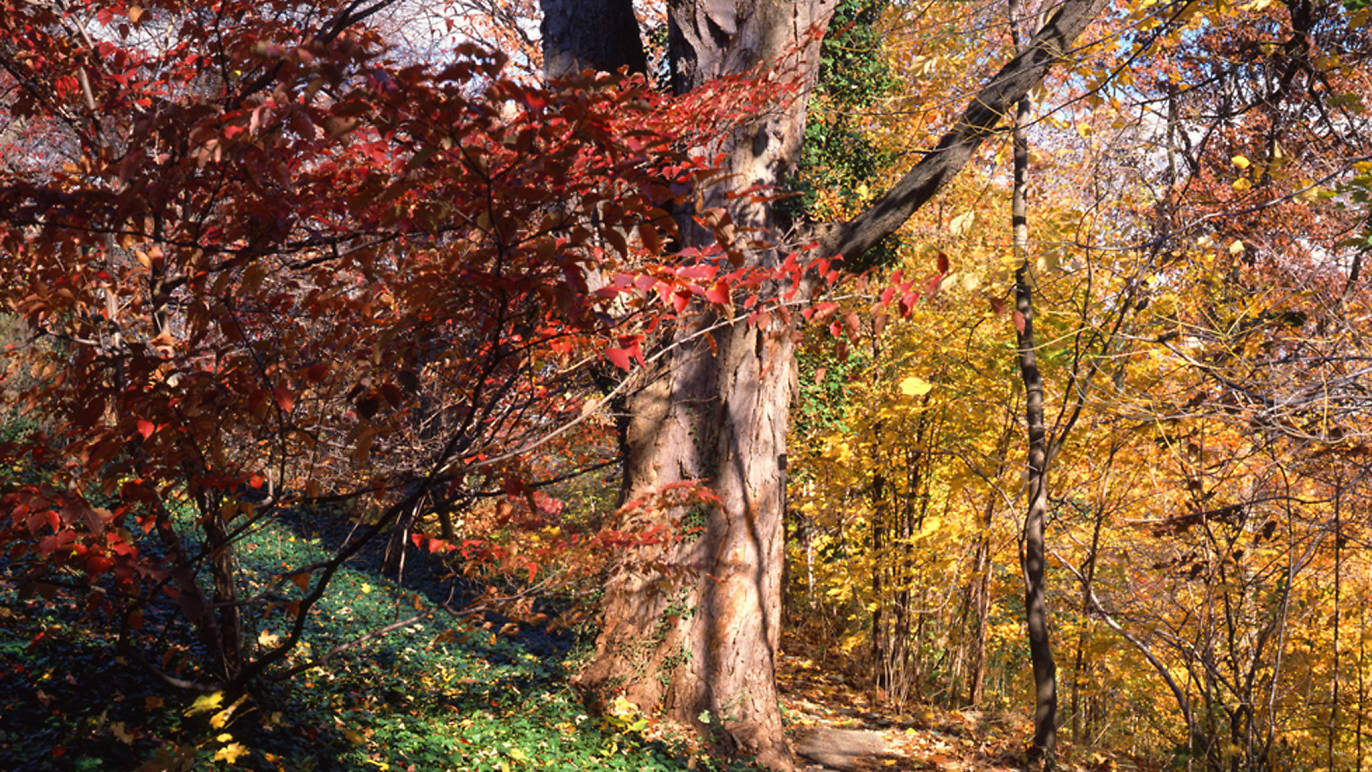 Fall Foliage in NYC: Best Spots To See It in 2025