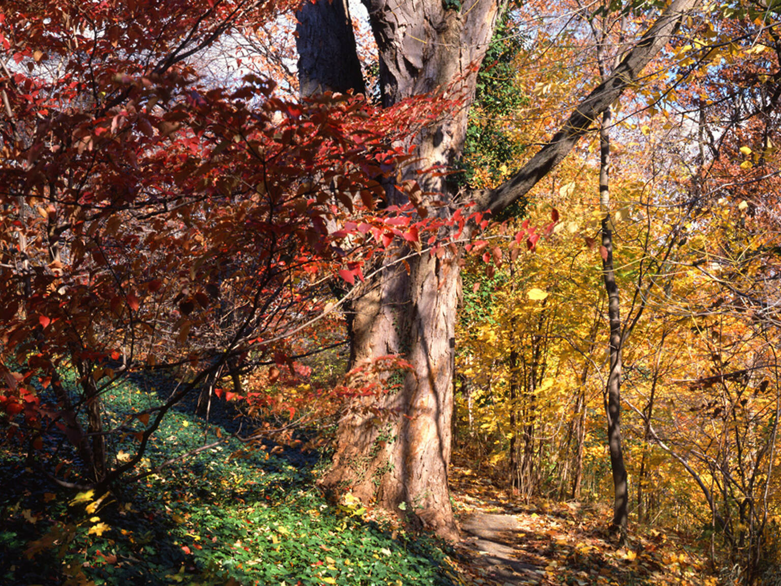 Fall Foliage in NYC: Best Spots To See It in 2025