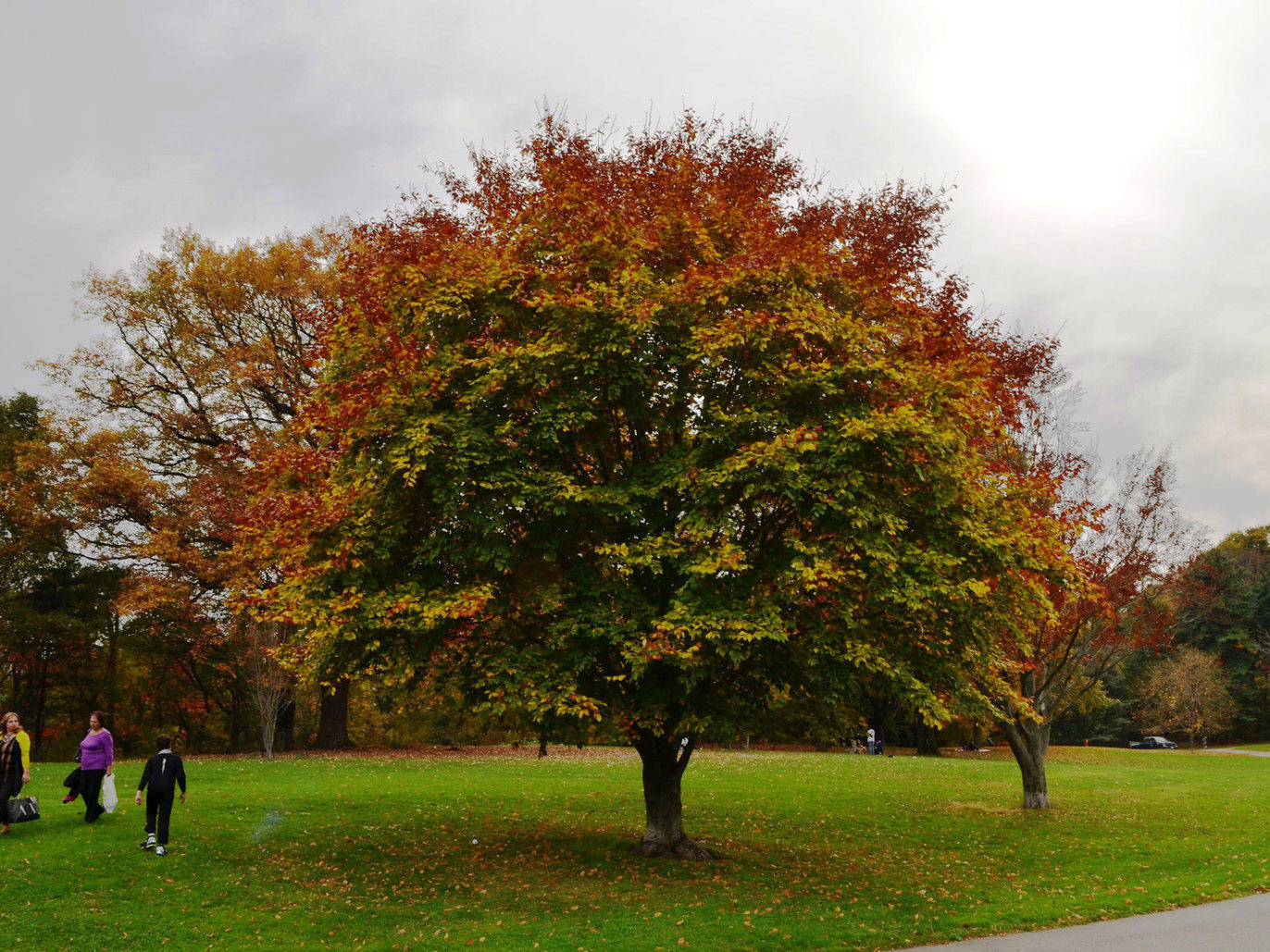 Fall Foliage in NYC: Best Spots To See It in 2025