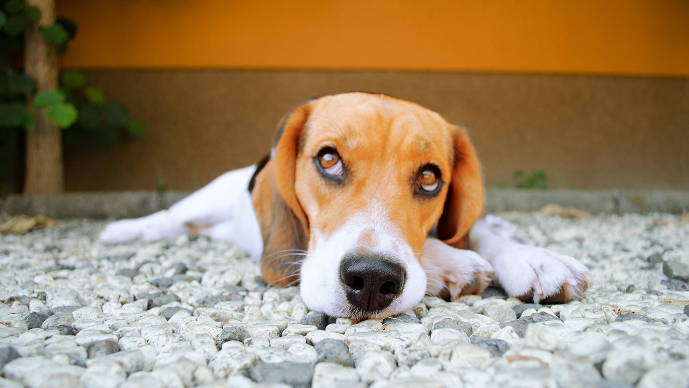 25 brilliant photos of London animals
