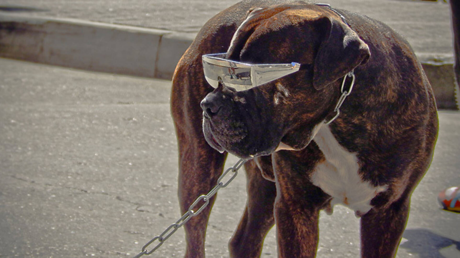 25 brilliant photos of London animals