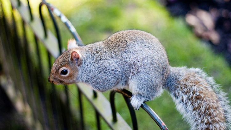 25 brilliant photos of London animals