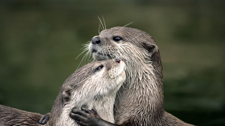 25 brilliant photos of London animals