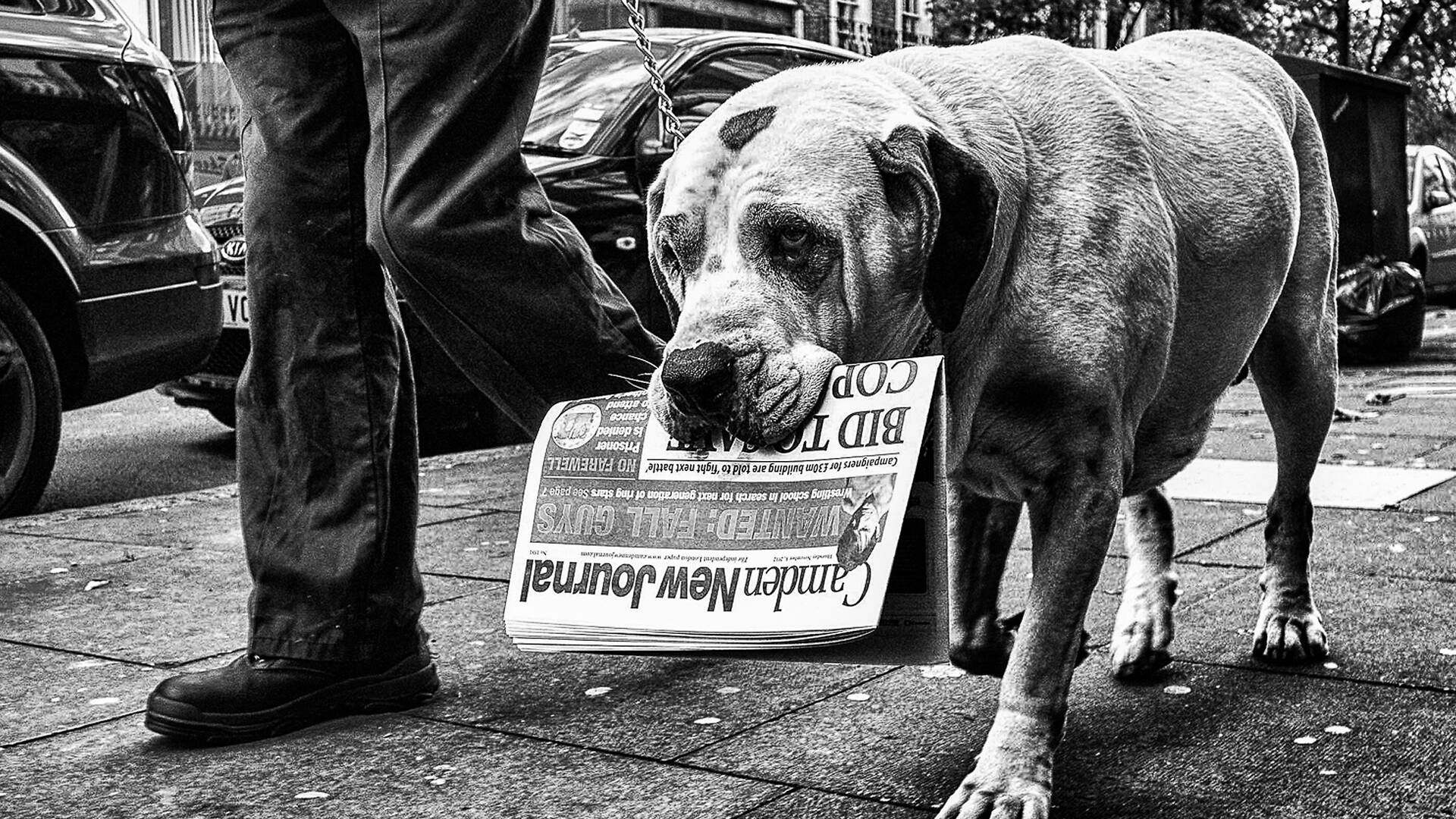 25 brilliant photos of London animals