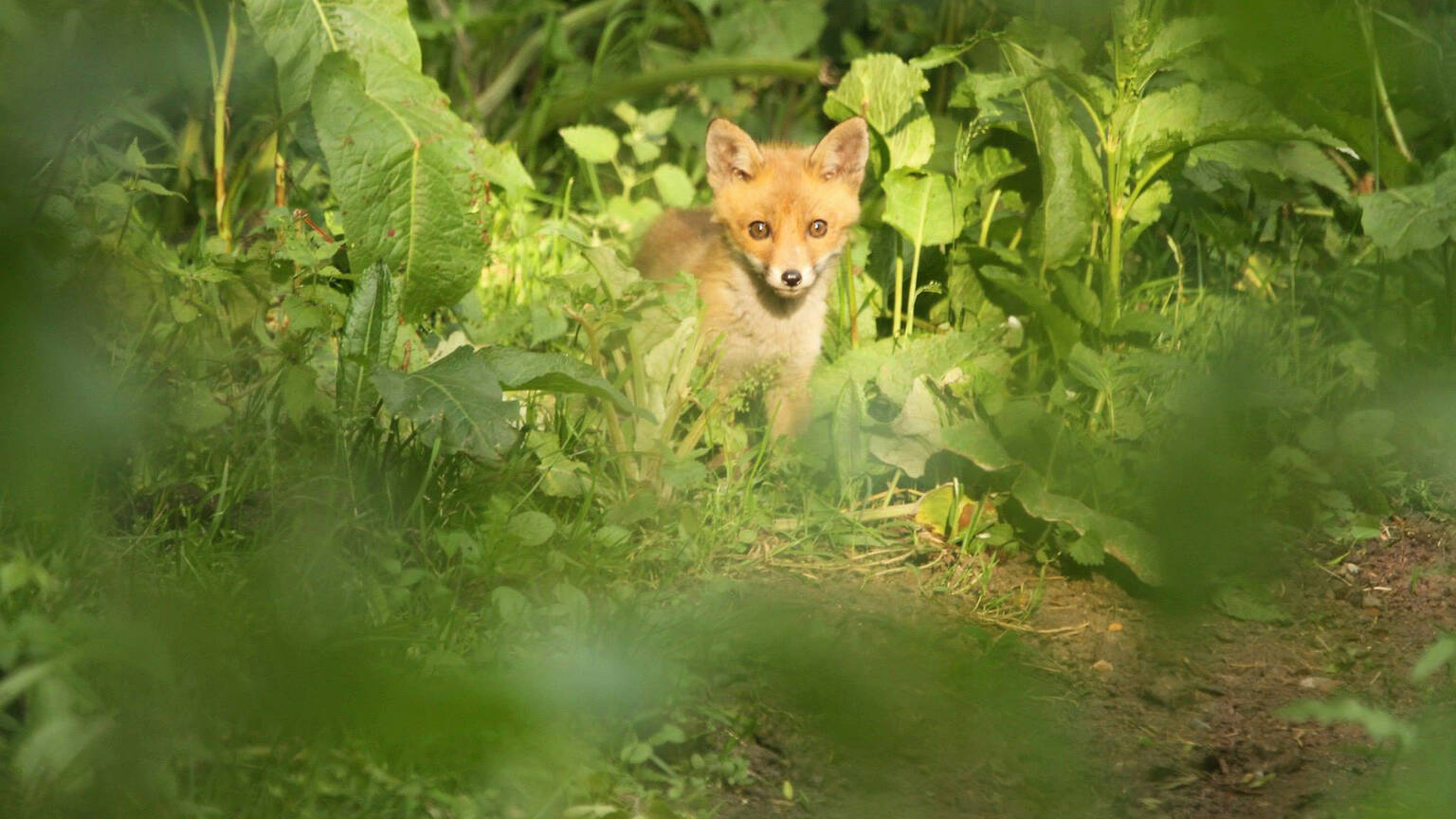 25 brilliant photos of London animals