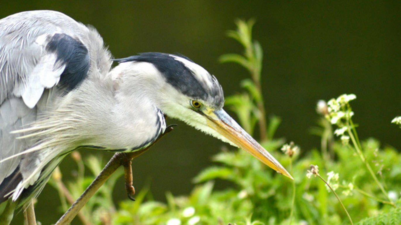 25 brilliant photos of London animals