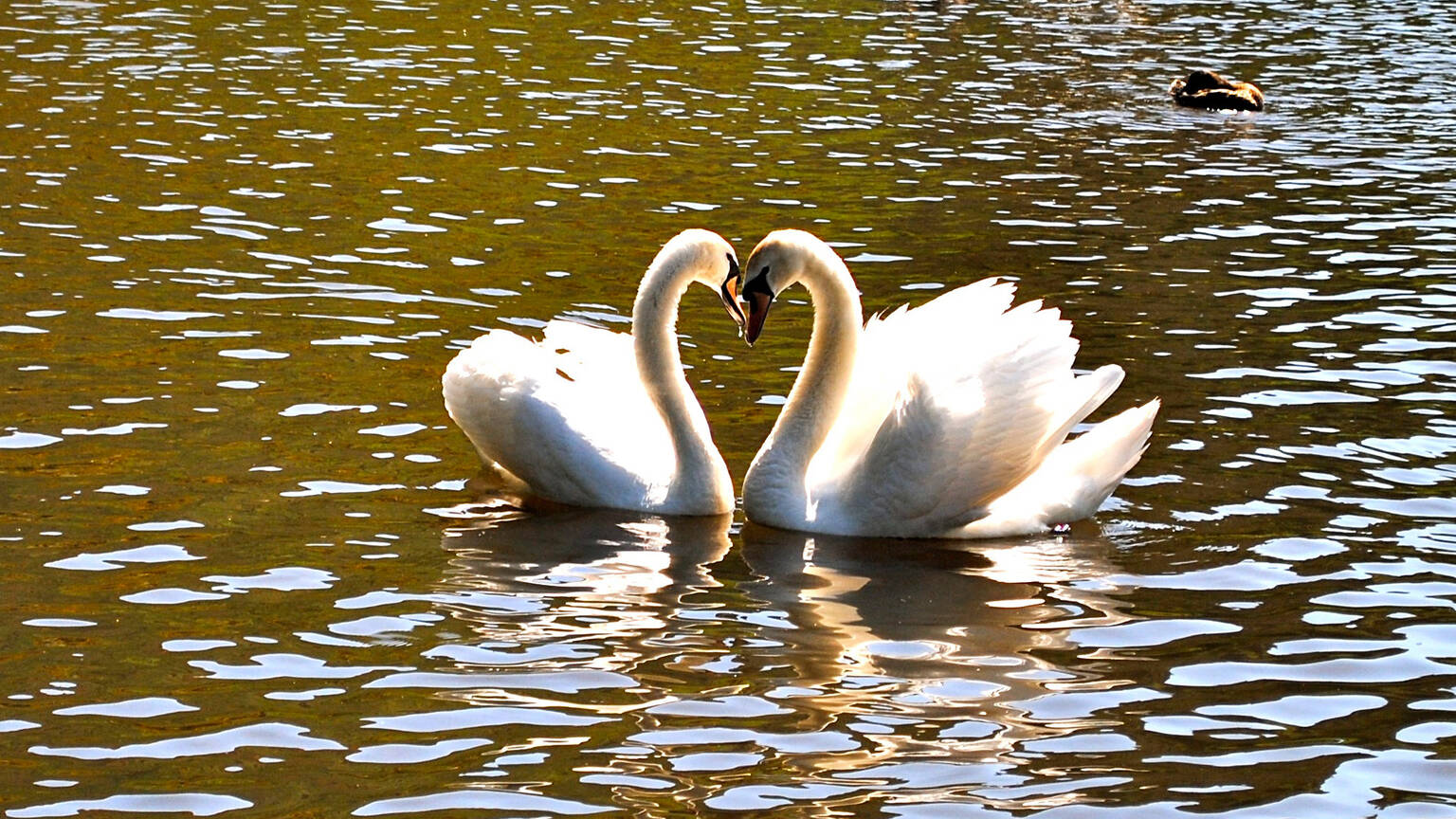 25 brilliant photos of London animals