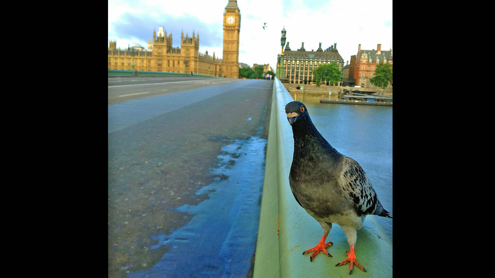 25 brilliant photos of London animals
