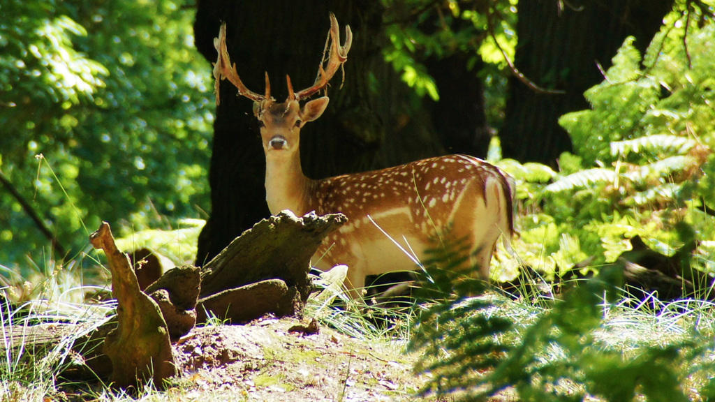 25 brilliant photos of London animals