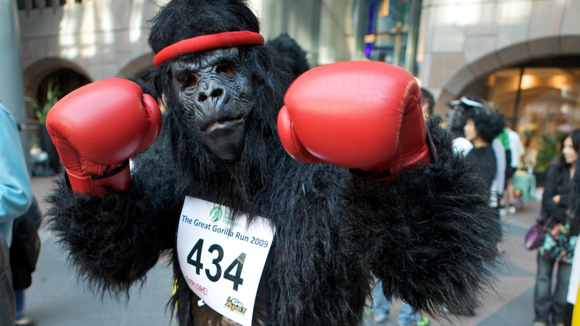 Great Gorilla Run 2013 | Sport and fitness in London