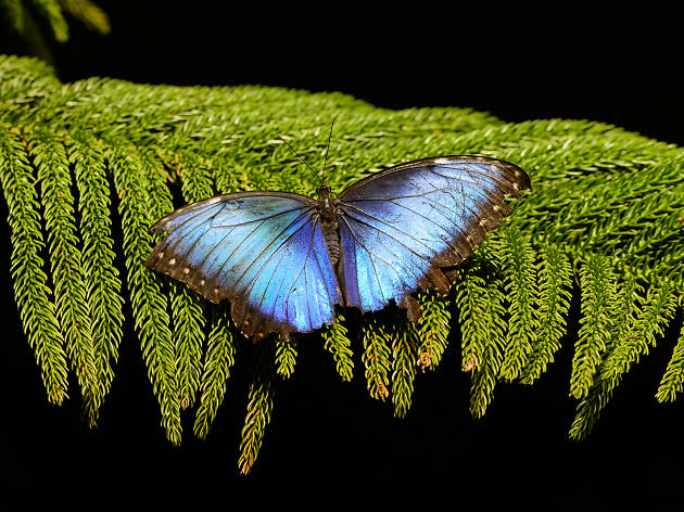 The Butterfly Conservatory is returning to the Natural History Museum