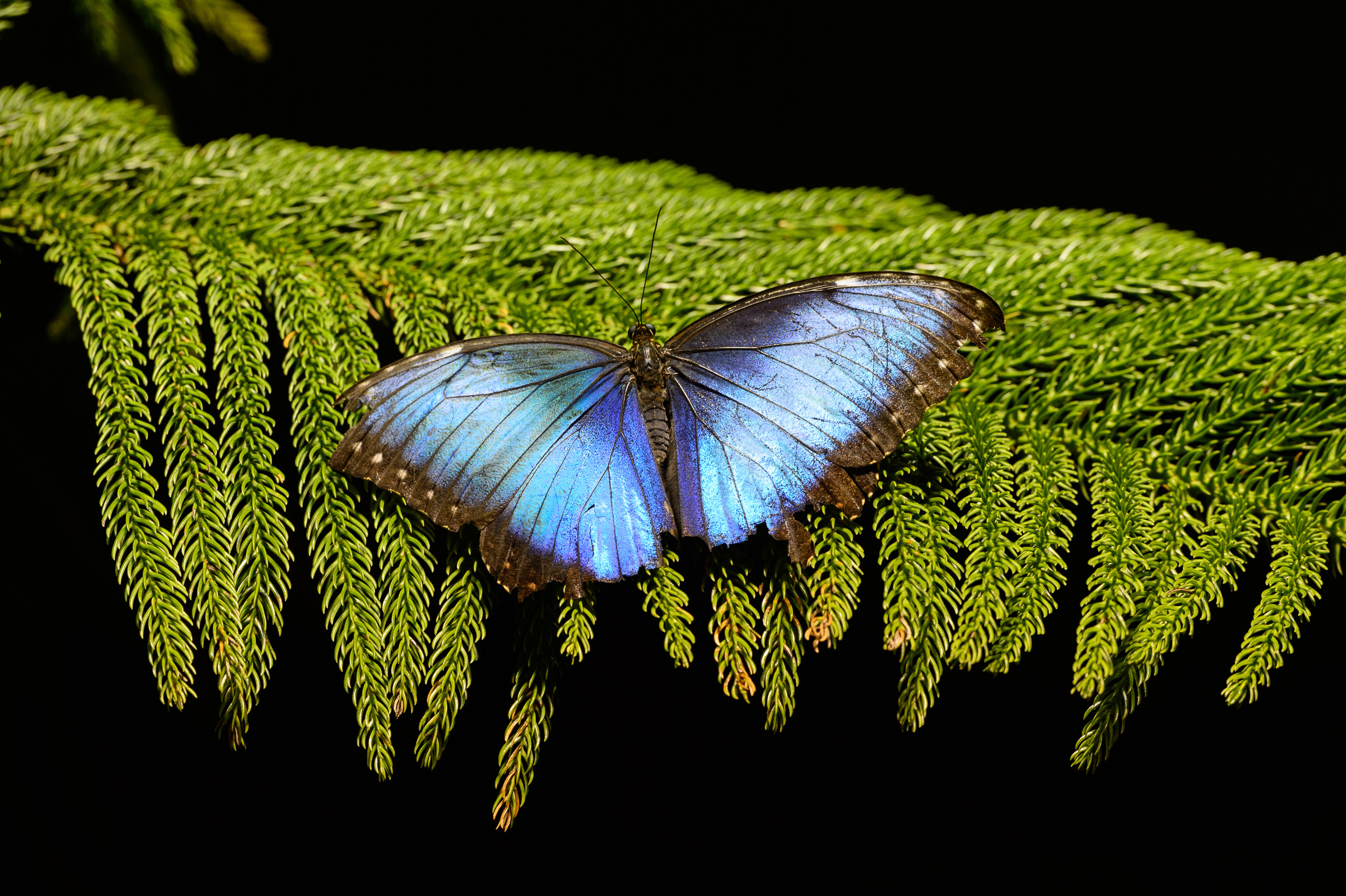 The Butterfly Conservatory is returning to the Natural History Museum