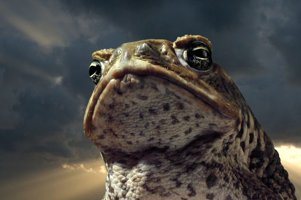Cane Toads: The Conquest 2011, directed by Mark Lewis | Film review