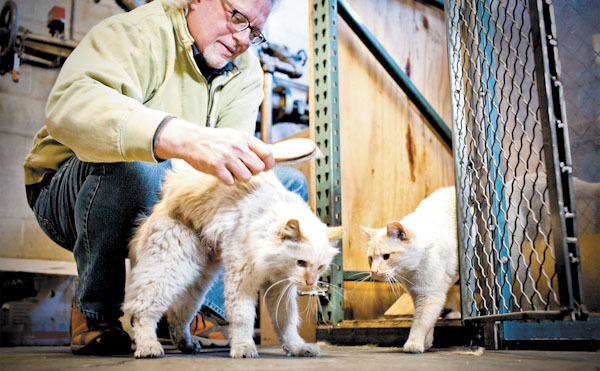 Cats at Work Relocation Program