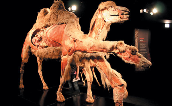 Animal Inside Out | Review